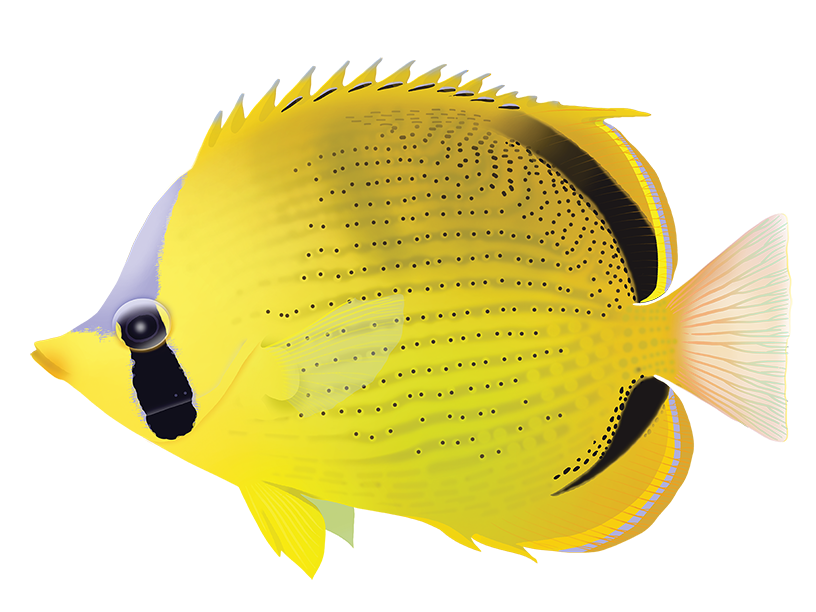 Dotted Butterflyfish - Chaetodon Semeion | Marinewise