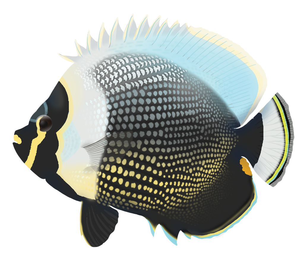 Reticulate Butterflyfish - Chaetodon Reticulatus | Marinewise