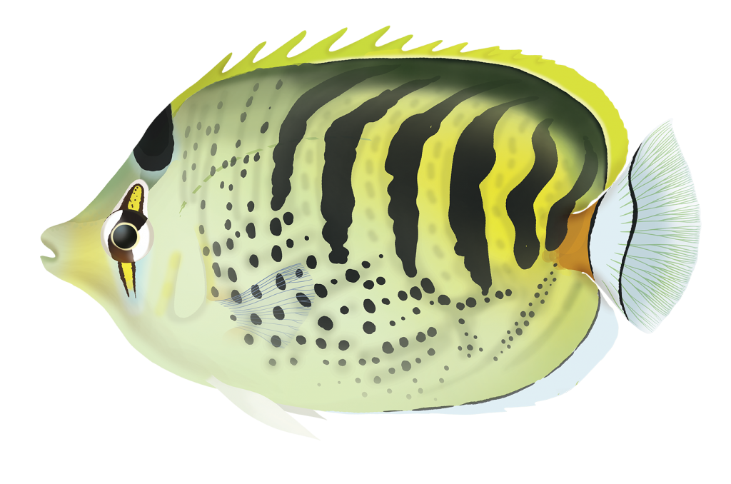 Spotbanded Butterflyfish - Chaetodon Punctatofasciatus | Marinewise