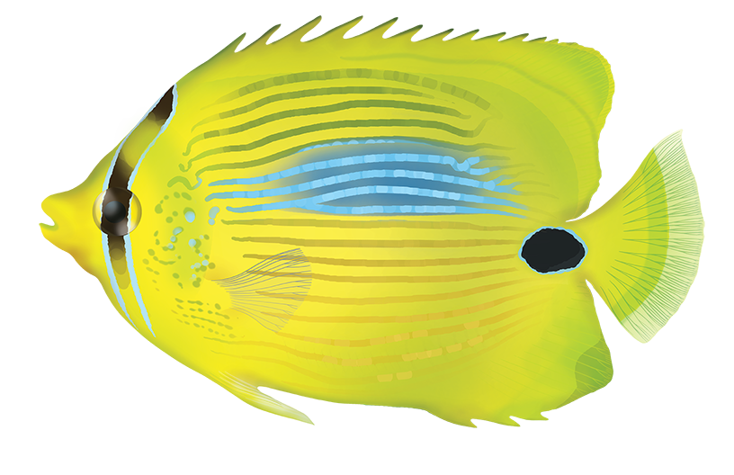 Bluespot Butterflyfish - Chaetodon Plebeius | Marinewise