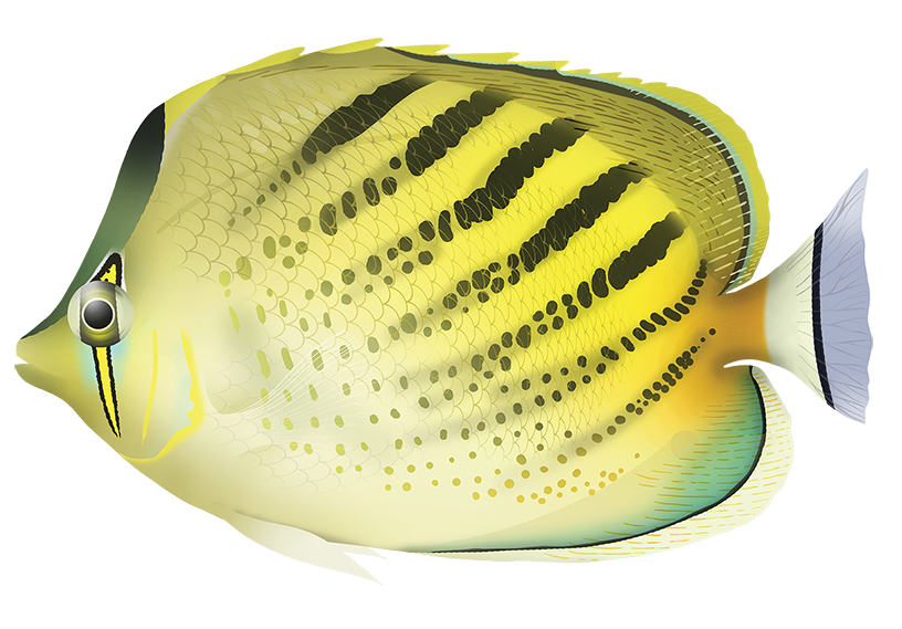Dot-and-Dash Butterflyfish - Chaetodon Pelewensis | Marinewise
