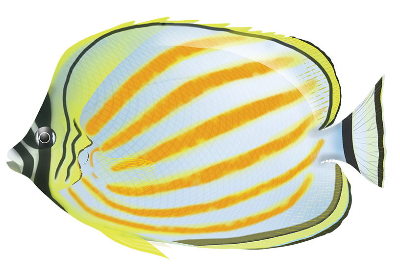 Ornate Butterflyfish - Chaetodon Ornatissimus | Marinewise