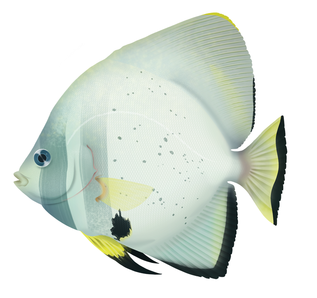 Longfin Batfish - Platax Pinnatus | Marinewise