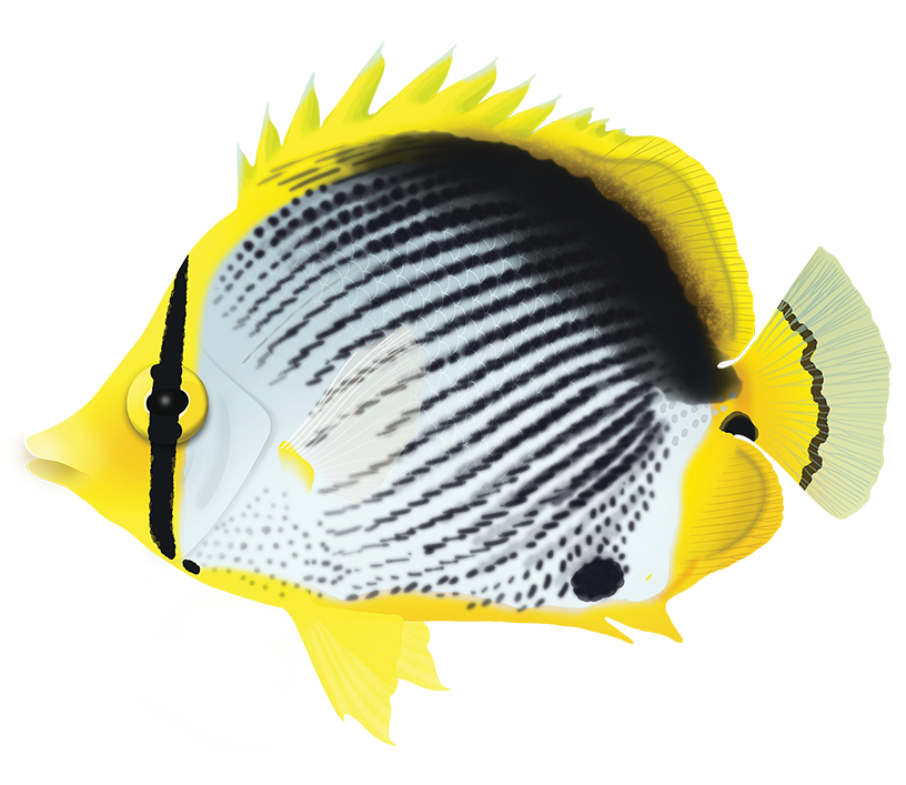 Blackback Butterflyfish - Chaetodon Melannotus | Marinewise