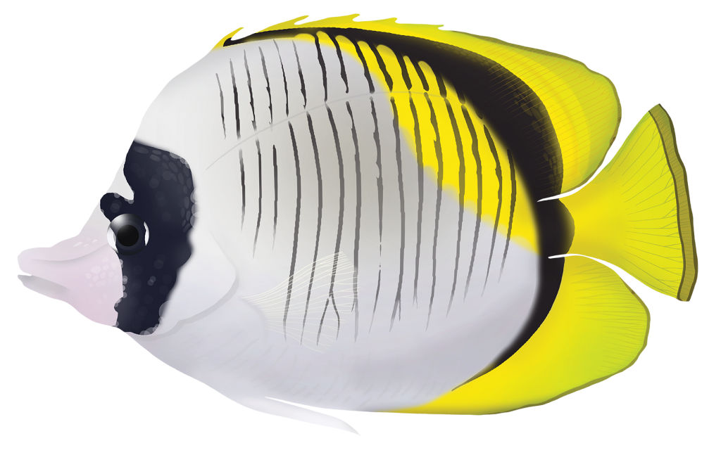 Lined Butterflyfish - Chaetodon Lineolatus | Marinewise