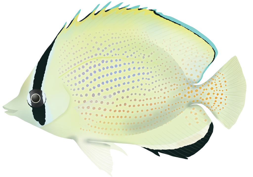 Speckled Butterflyfish - Chaetodon Citrinellus | Marinewise