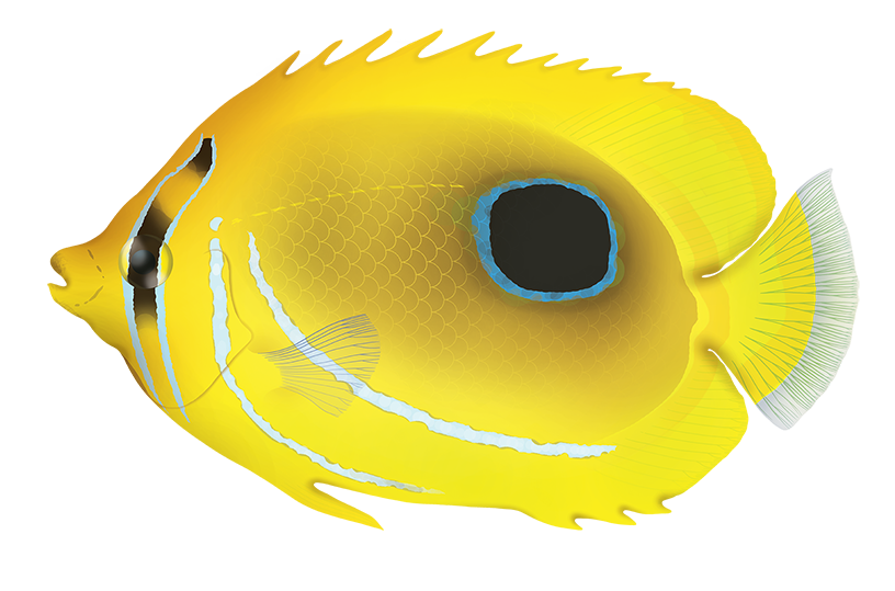 Eclipse Butterflyfish - Chaetodon Bennettii | Marinewise
