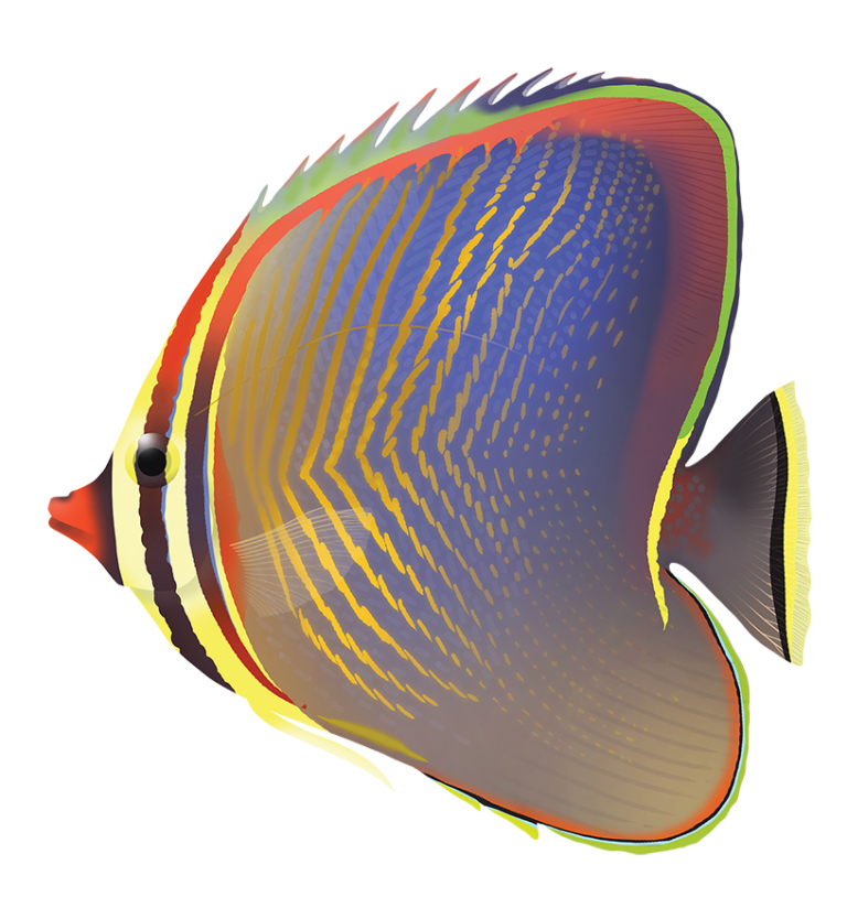 Triangular Butterflyfish - Chaetodon Baronessa | Marinewise