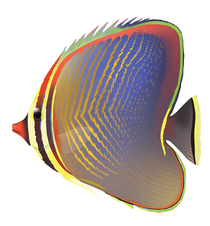 Triangular Butterflyfish - Chaetodon Baronessa | Marinewise