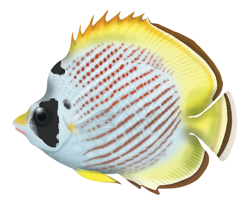 Philippine Butterflyfish - Chaetodon Adiergastos | Marinewise