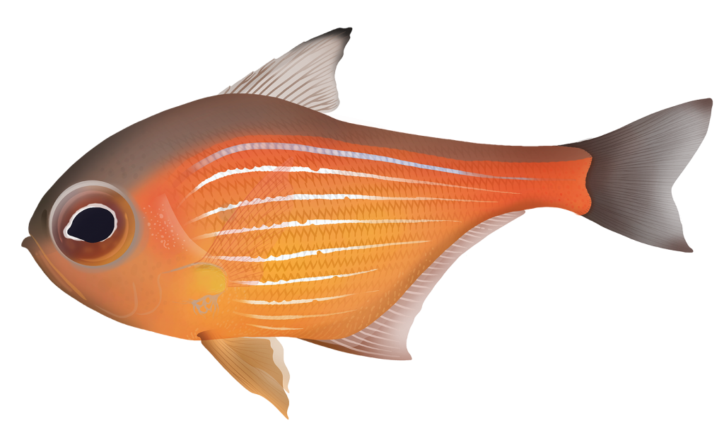 Bigscale Bullseye - Pempheris Multiradiata | Marinewise