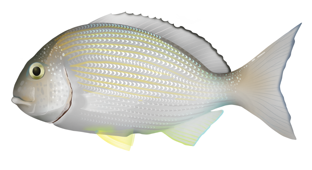 Tarwhine - Rhabdosargus Sarba | Marinewise