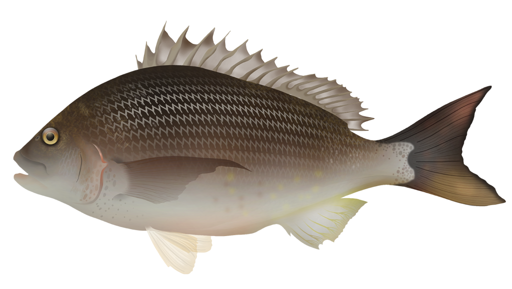 Black Bream - Acanthopagrus Butcheri | Marinewise