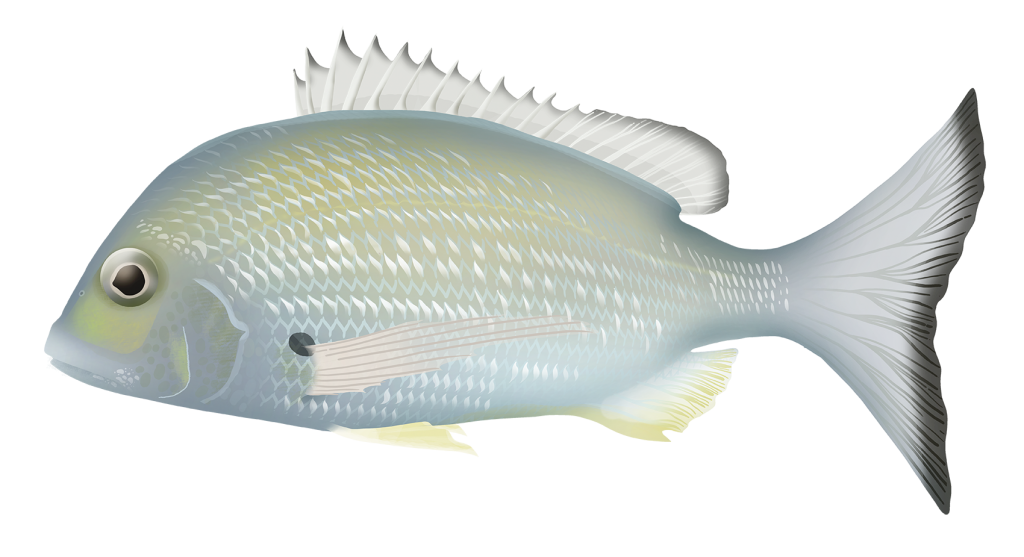 Yellowfin Bream - Acanthopagrus Australis | Marinewise