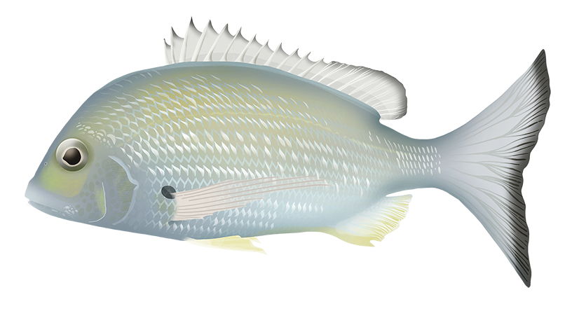 Yellowfin Bream - Acanthopagrus Australis | Marinewise