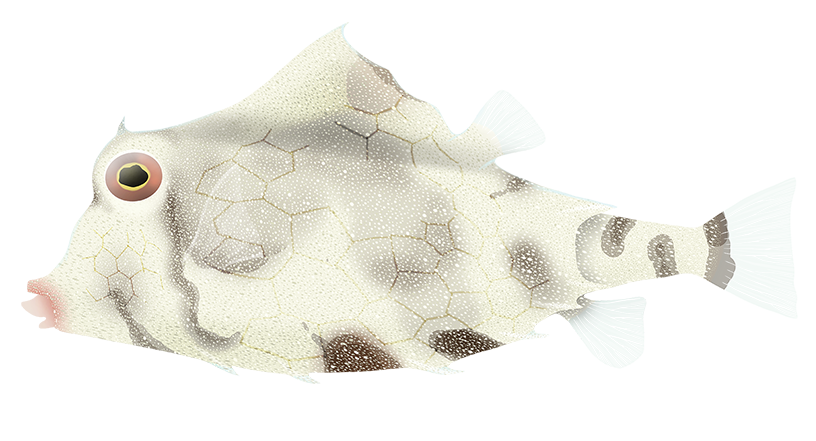 Humpback Turretfish - Tetrosomus Gibbosus | Marinewise