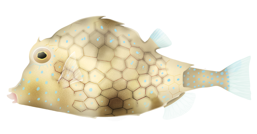 Smallspine Turretfish - Tetrosomus Concatenatus | Marinewise