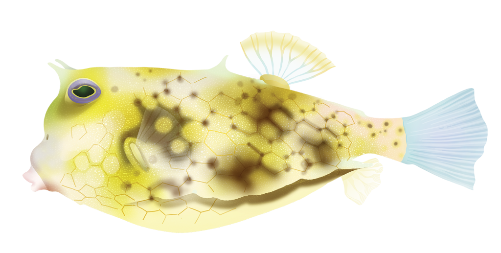 Roundbelly Cowfish - Lactoria Diaphana | Marinewise