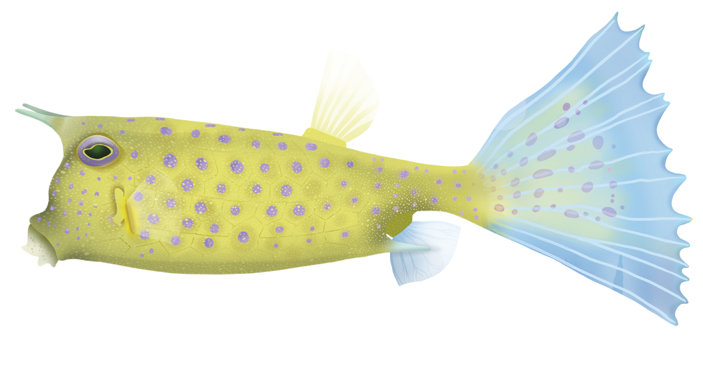 Longhorn Cowfish - Lactoria Cornuta | Marinewise