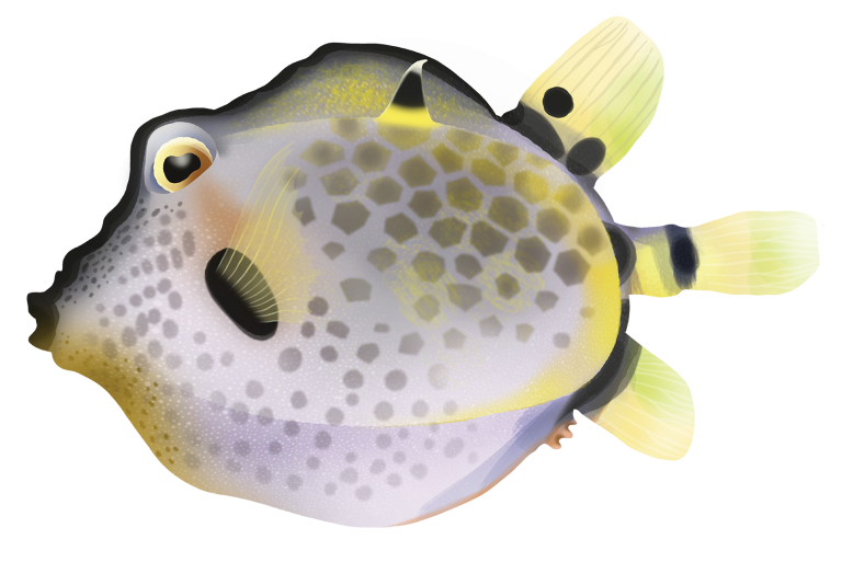 Spiny Boxfish - Capropygia Unistriata | Marinewise