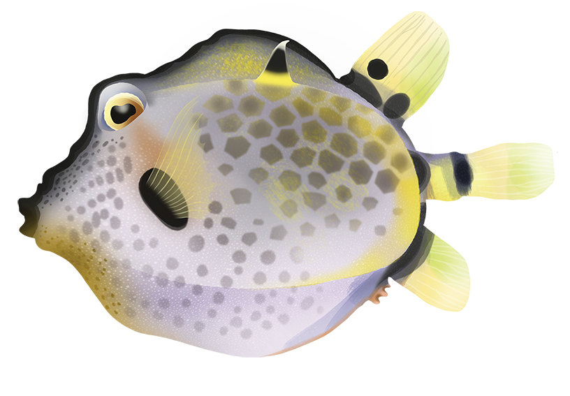 Spiny Boxfish - Capropygia Unistriata | Marinewise