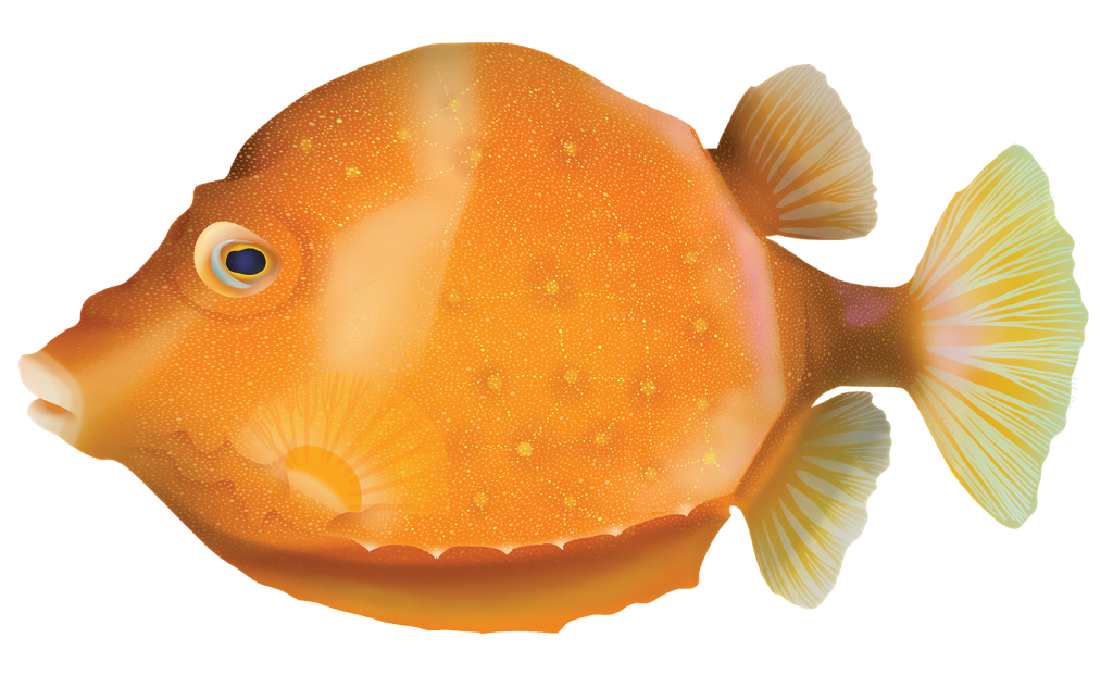 Whitebarred Boxfish - Anoplocapros Lenticularis | Marinewise