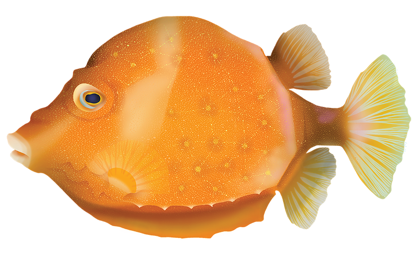 Whitebarred Boxfish - Anoplocapros Lenticularis | Marinewise