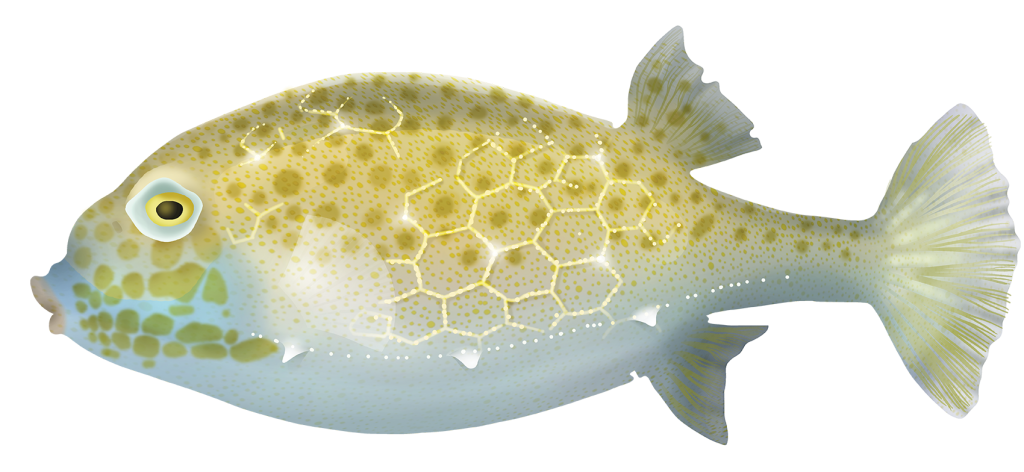 Eastern Smooth Boxfish - Anoplocapros Inermis | Marinewise