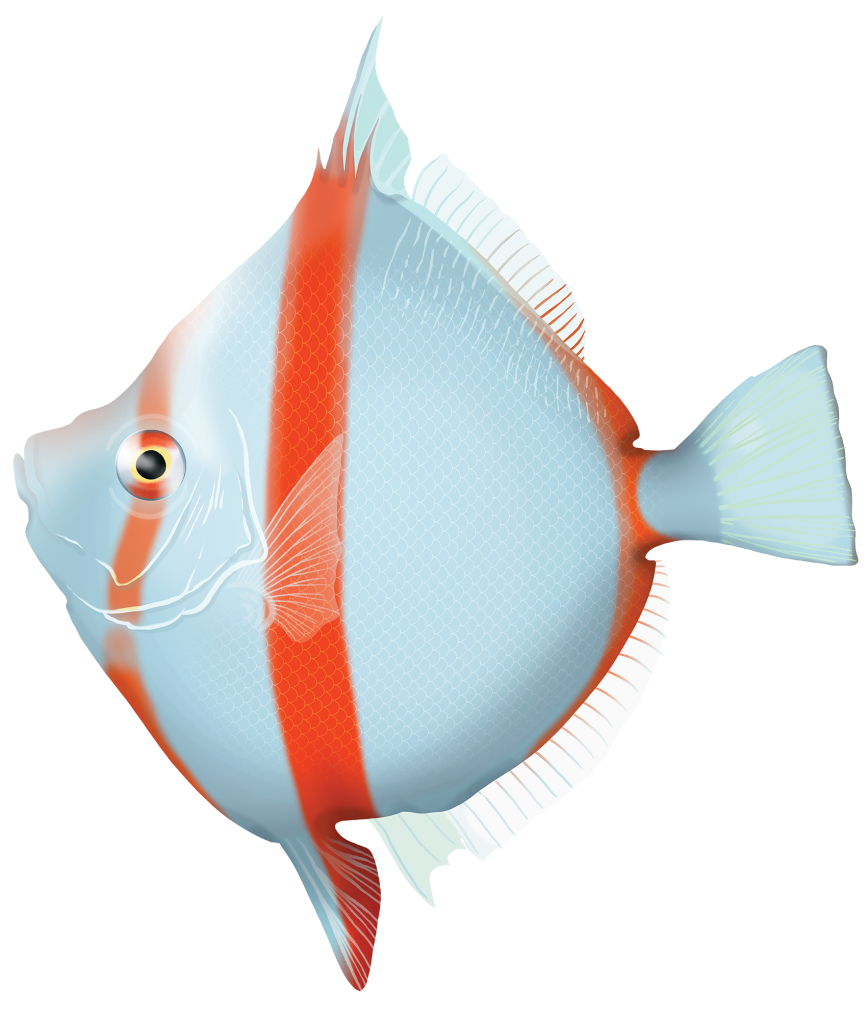 Robust Deepsea Boarfish - Antigonia Capros | Marinewise