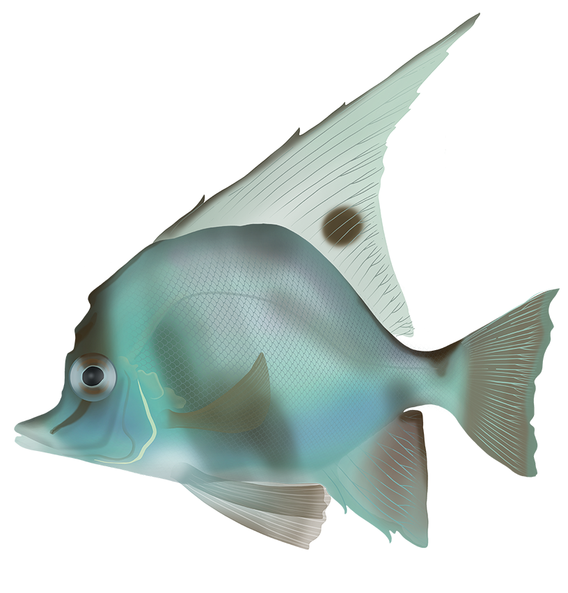 Blackspot Boarfish - Zanclistius Elevatus | Marinewise