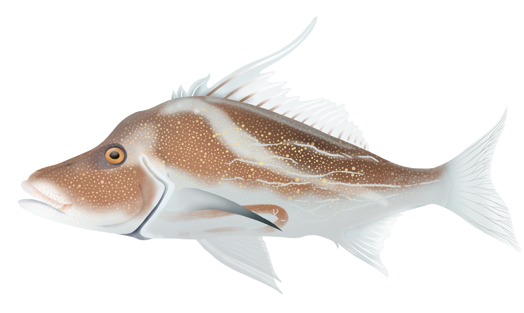 Giant Boarfish - Paristiopterus Labiosus | Marinewise