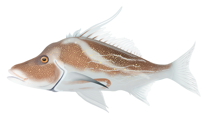 Giant Boarfish - Paristiopterus Labiosus | Marinewise