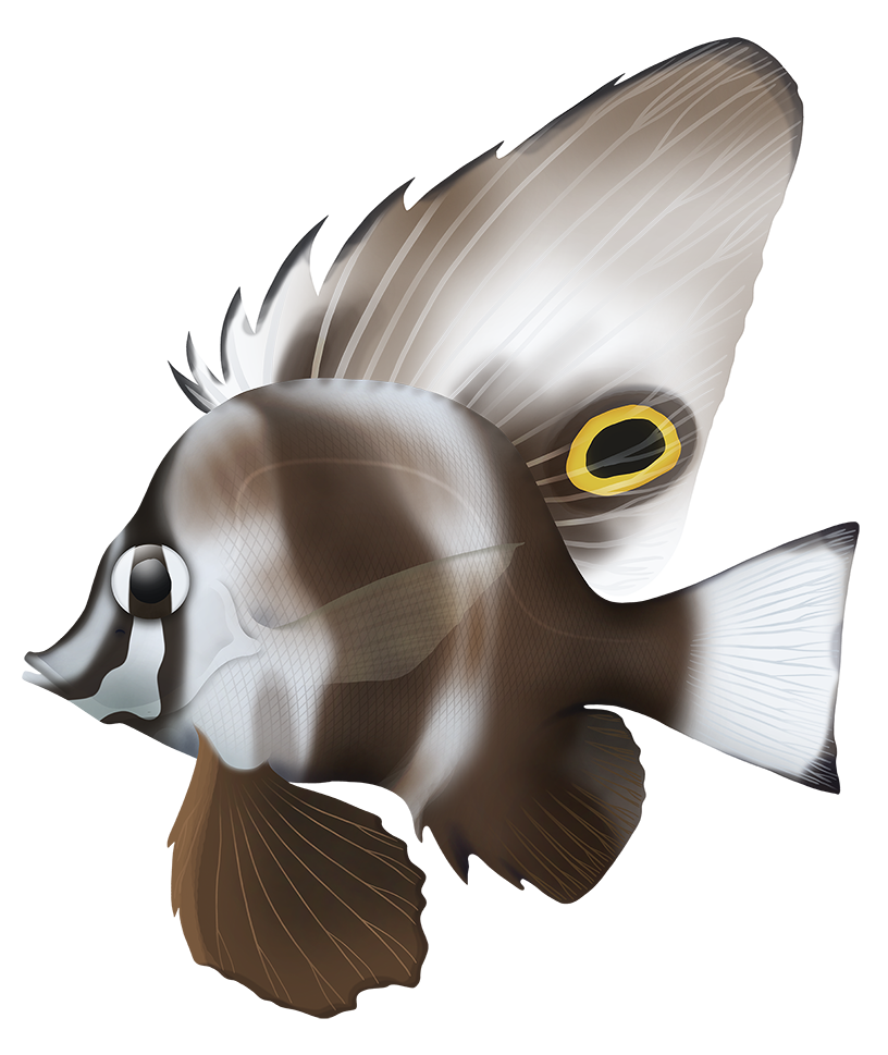 Short Boarfish - Parazanclistius Hutchinsi | Marinewise