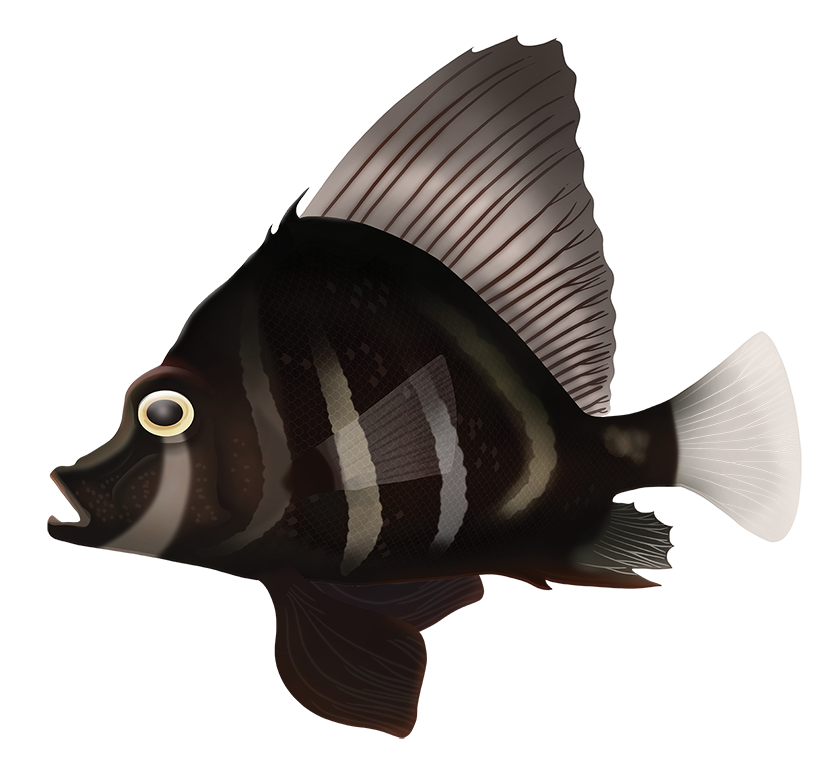 Threebar Boarfish - Histiopterus Typus | Marinewise