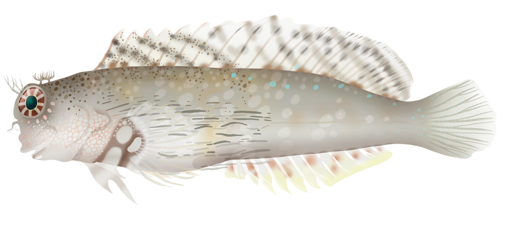 Banded Blenny - Salarias Fasciatus | Marinewise