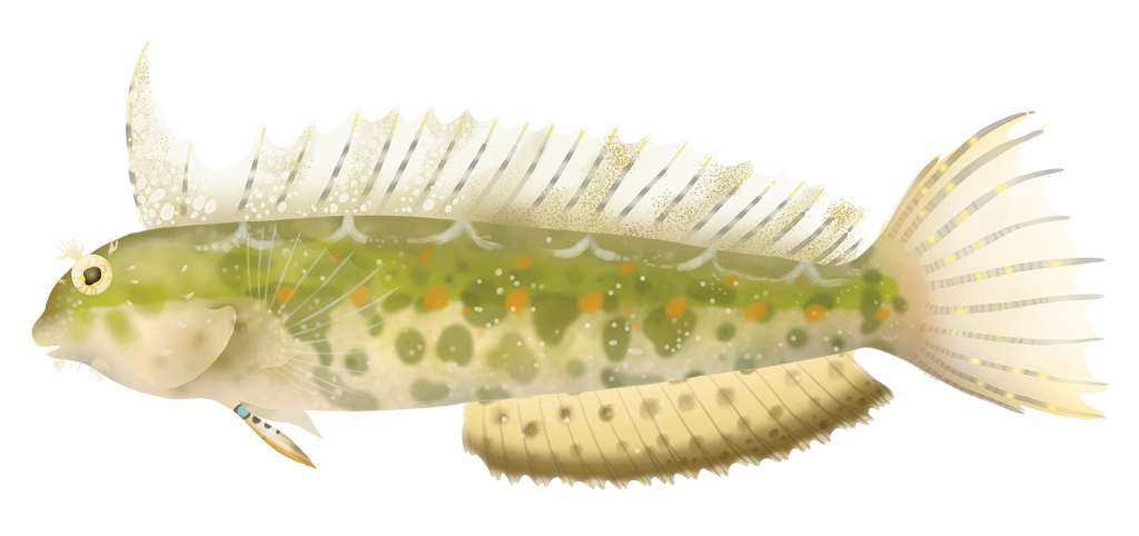 Crested Sabretooth Blenny - Petroscirtes Mitratus | Marinewise