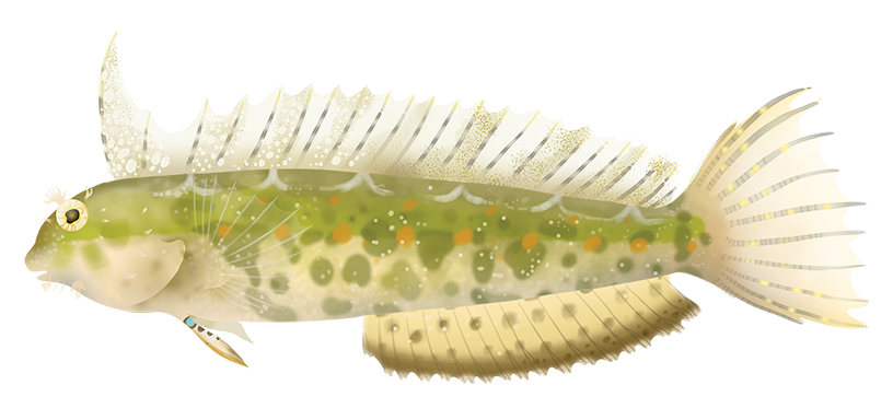 Crested Sabretooth Blenny - Petroscirtes Mitratus | Marinewise