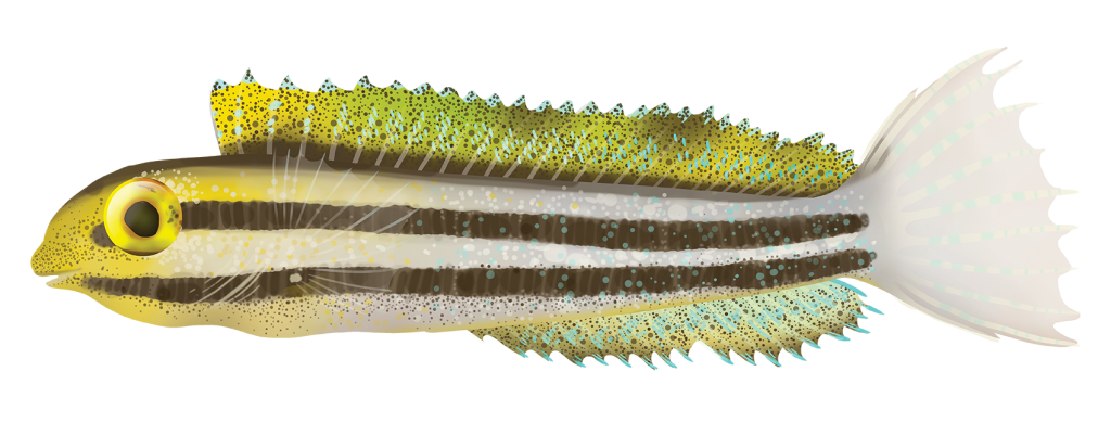 Shorthead Sabretooth Blenny - Petroscirtes Breviceps | Marinewise