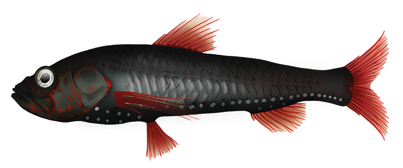 Largescale Neoscopelid - Neoscopelus Macrolepidotus | Marinewise