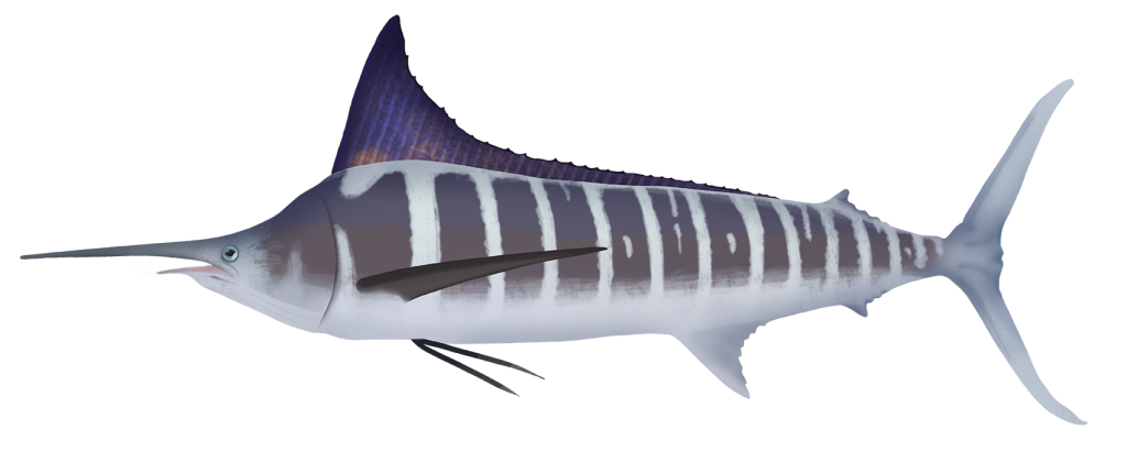 Striped Marlin - Kajikia audax | Marinewise