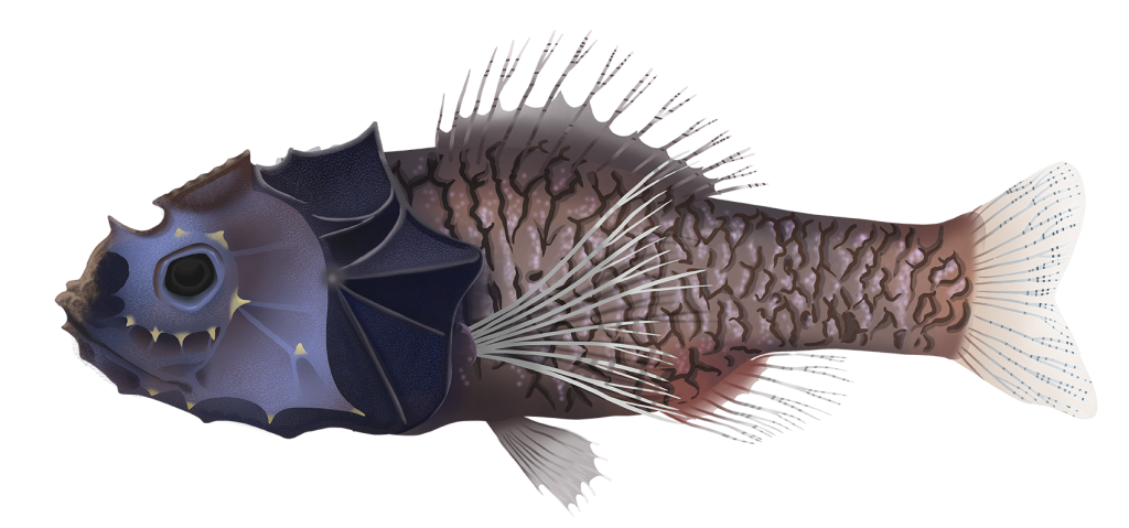 Crested Bigscale - Poromitra Crassiceps | Marinewise