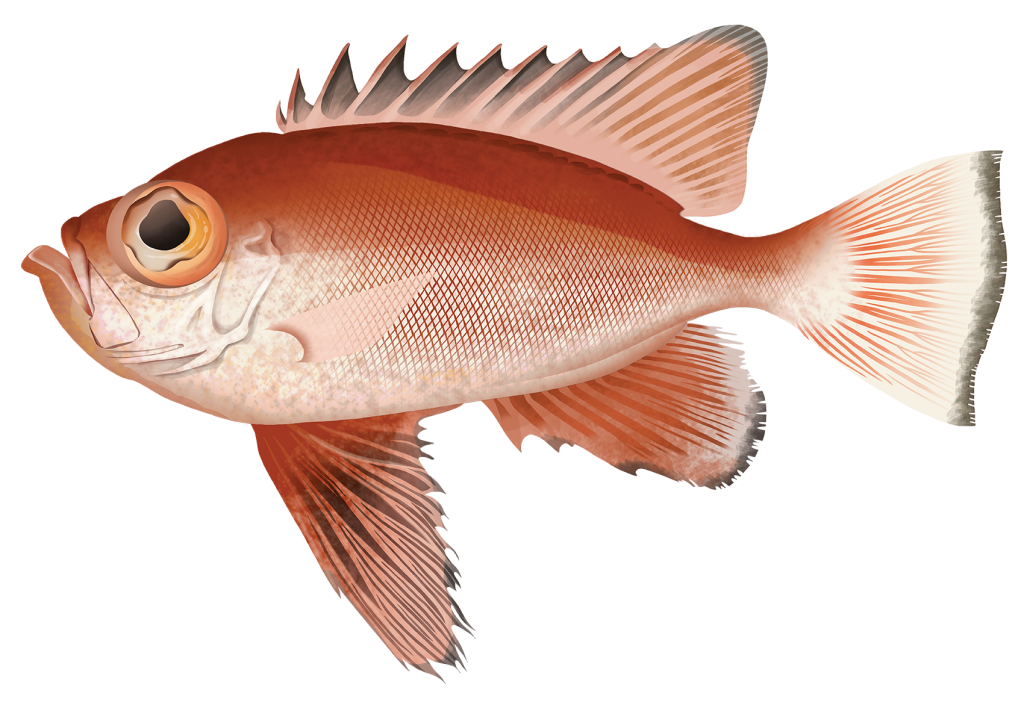 Longfin Bigeye - Cookeolus Japonicus | Marinewise