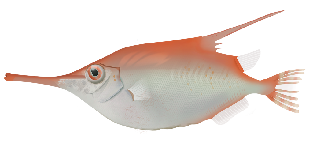 Common Bellowsfish - Macroramphosus Scolopax | Marinewise