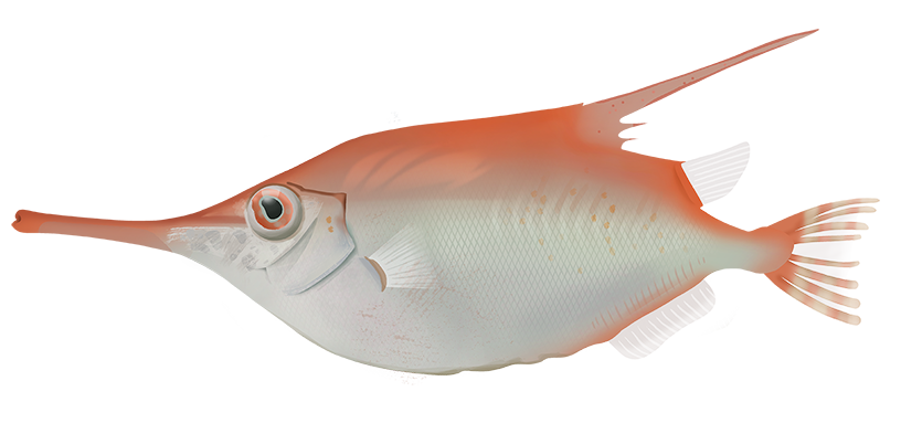 Common Bellowsfish - Macroramphosus Scolopax | Marinewise