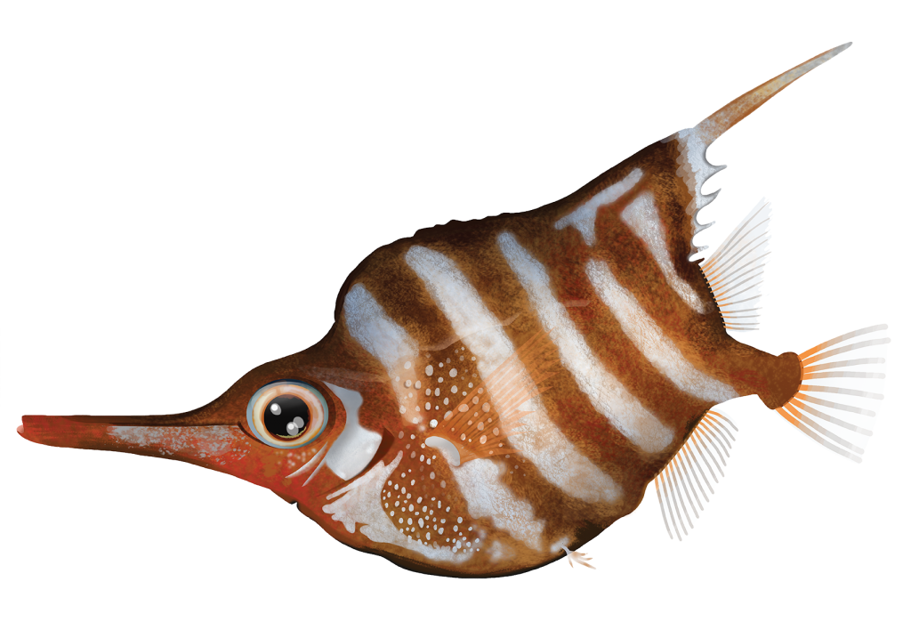 Banded Bellowsfish - Centriscops Humerosus | Marinewise