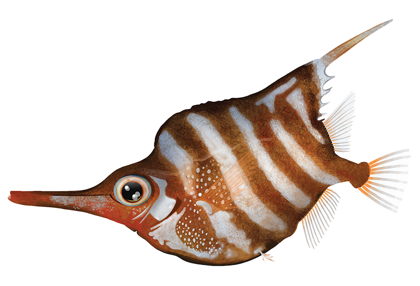 Banded Bellowsfish - Centriscops Humerosus | Marinewise
