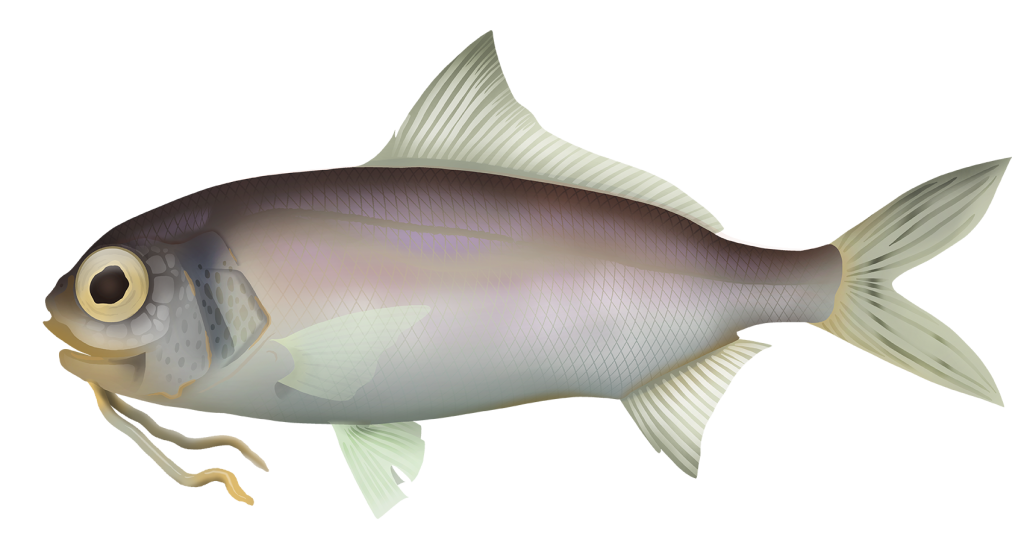 Berndt's Beardfish - Polymixia Berndti | Marinewise