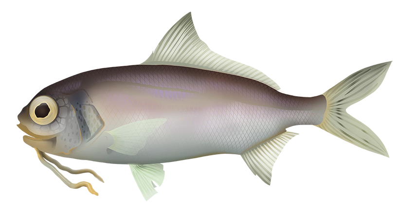 Berndt's Beardfish - Polymixia Berndti | Marinewise