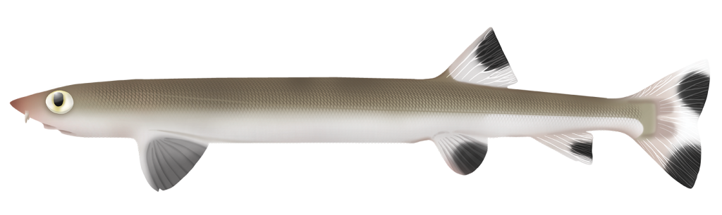 Beaked Salmon - Gonorynchus Greyi | Marinewise