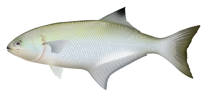 Beach Salmon - Leptobramis Mulleri | Marinewise